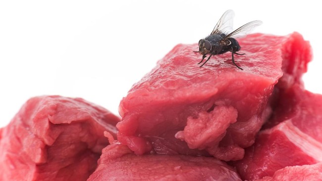 Penurunan Kualitas Gizi dan Risiko Tipes dari Daging Tidak Segar ...